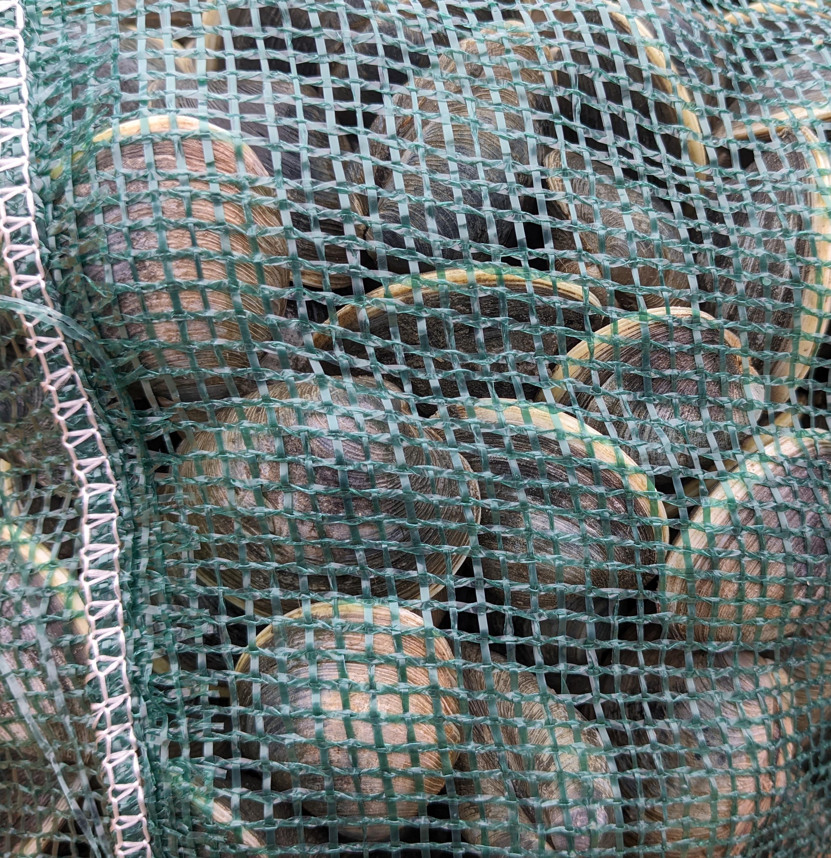 Home - Georgia Sustainable Shellfish Company
