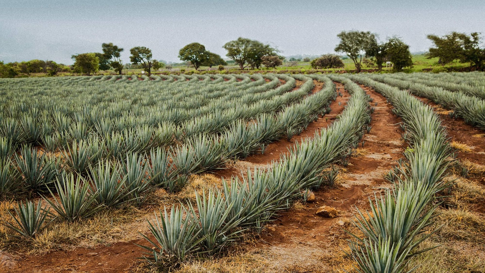Maya Alto Tequila – Farm Design