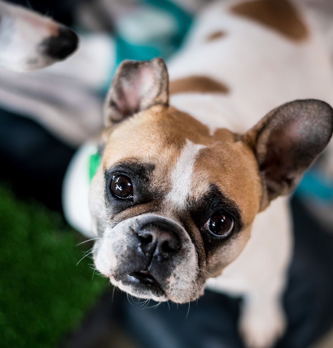 Metro Paws | Doggy Daycare | Pet Hotel | Dog Grooming