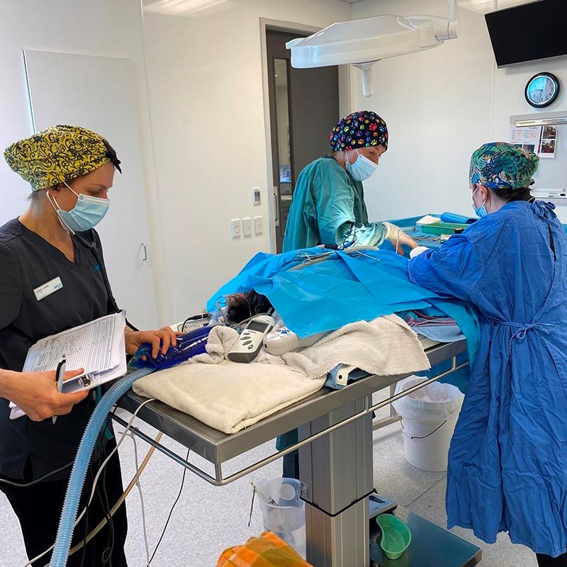 Pets - Exceptional Pet Care - Vetora - New Zealand