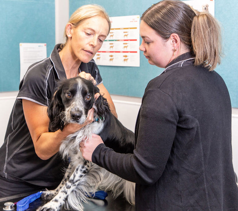 Pets - Exceptional Pet Care - Vetora - New Zealand