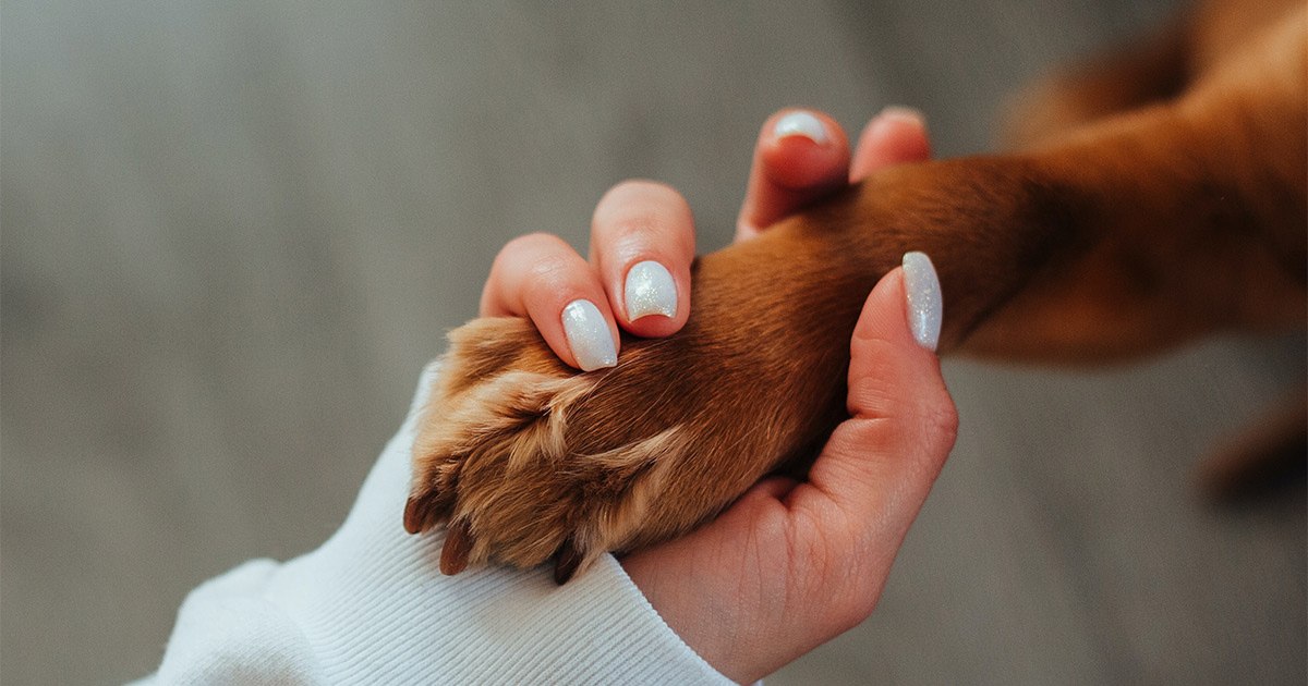 Contact Us - Vetora - Pet & Farm Animal Vets - New Zealand