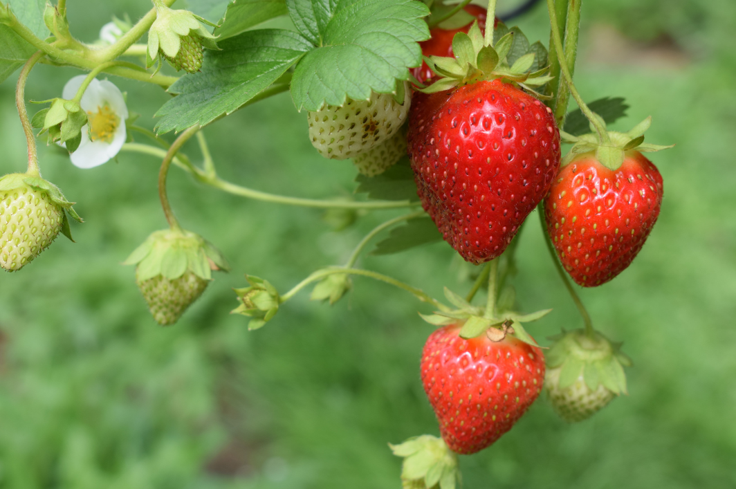 How to Take Care of Strawberry Plants | Good Living Advice