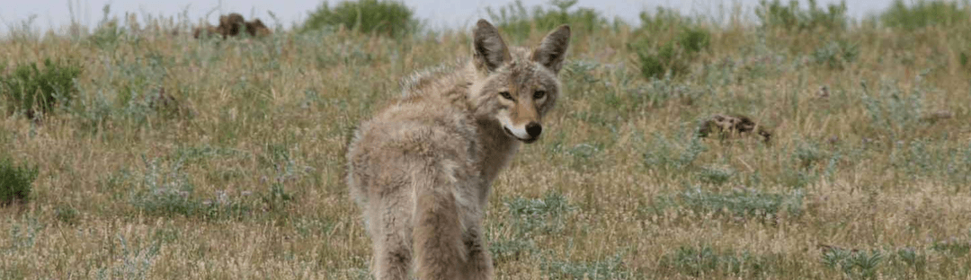 All About Coyotes | Atlanta Coyote Project