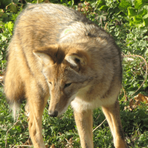 All About Coyotes | Atlanta Coyote Project