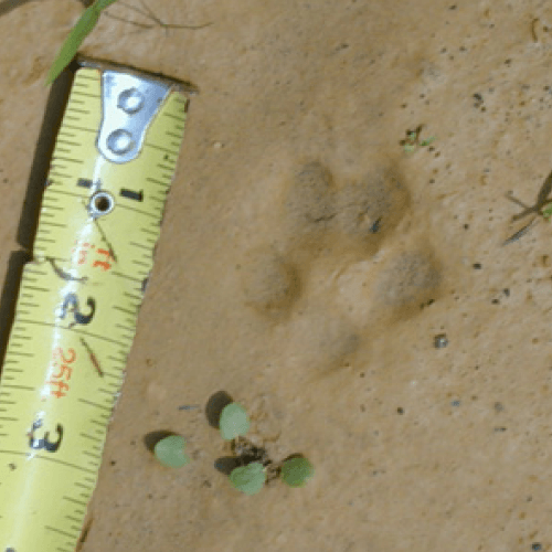 All About Coyotes | Atlanta Coyote Project