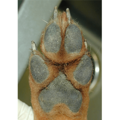 All About Coyotes | Atlanta Coyote Project