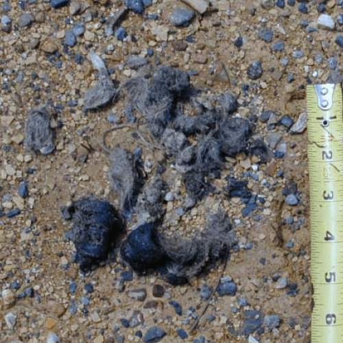 All About Coyotes | Atlanta Coyote Project