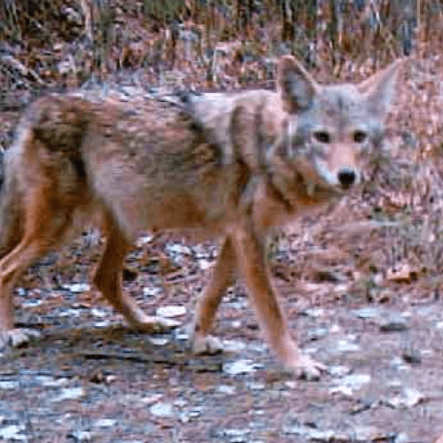 All About Coyotes | Atlanta Coyote Project