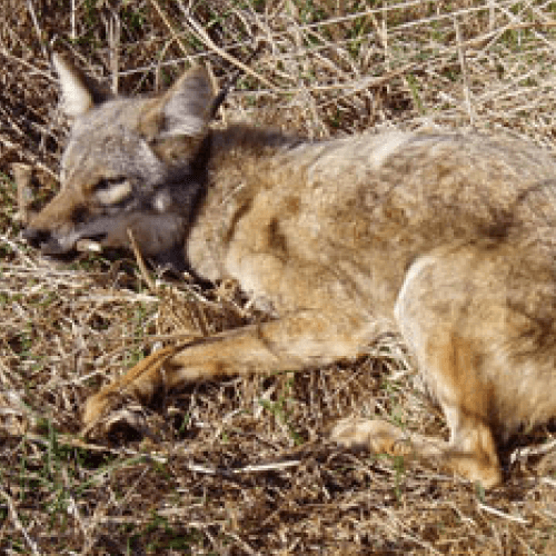 All About Coyotes | Atlanta Coyote Project
