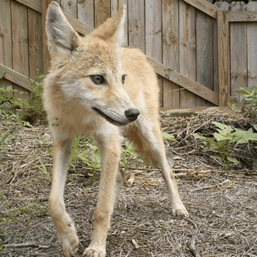 All About Coyotes | Atlanta Coyote Project