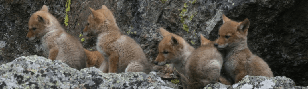 All About Coyotes | Atlanta Coyote Project