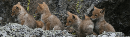 All About Coyotes | Atlanta Coyote Project