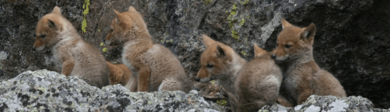 All About Coyotes | Atlanta Coyote Project