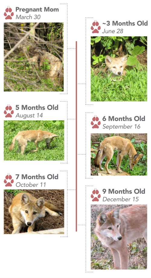 All About Coyotes | Atlanta Coyote Project