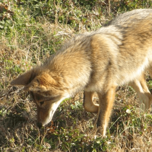 All About Coyotes | Atlanta Coyote Project