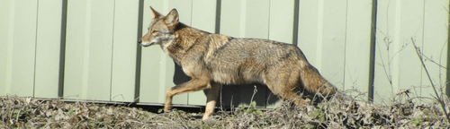 All About Coyotes | Atlanta Coyote Project