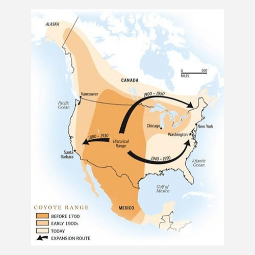 All About Coyotes | Atlanta Coyote Project