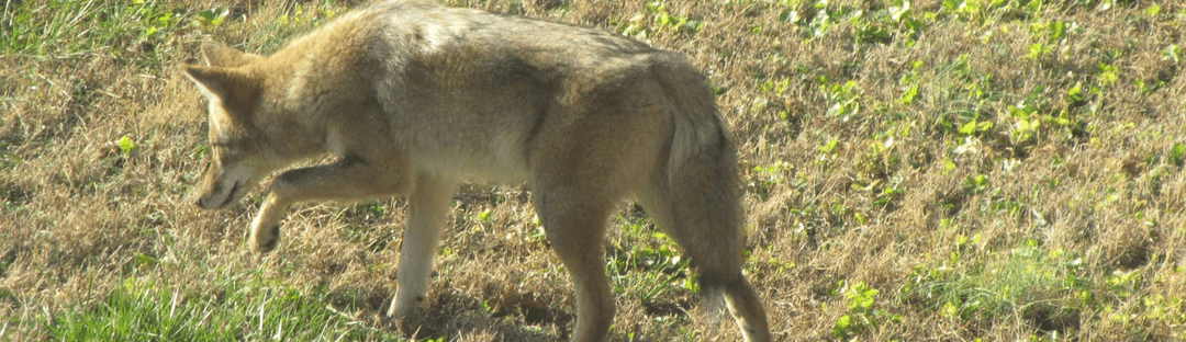 All About Coyotes | Atlanta Coyote Project