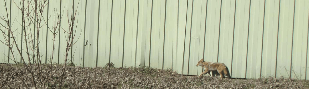 Research | Atlanta Coyote Project