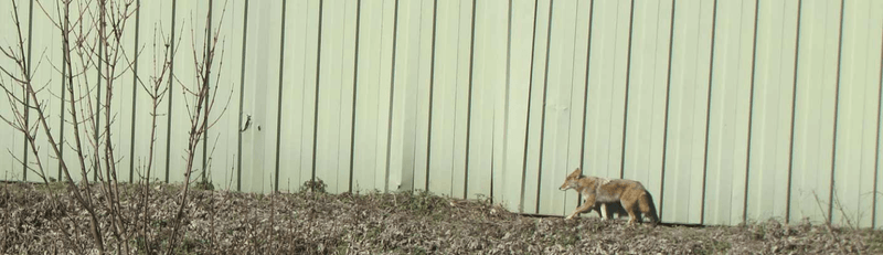 Research | Atlanta Coyote Project