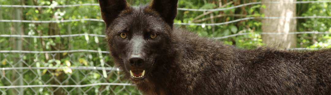 Research | Atlanta Coyote Project