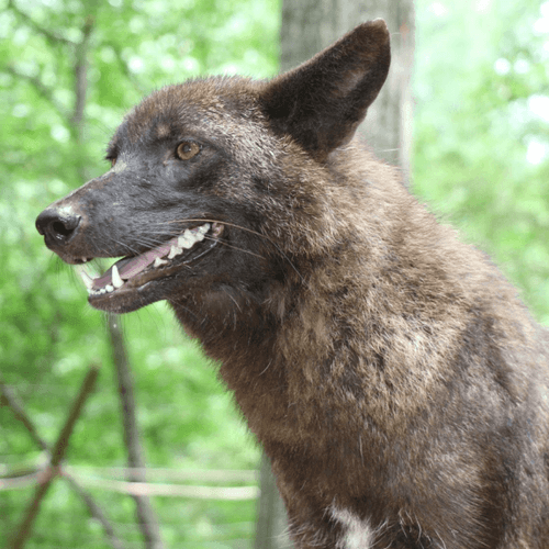 Research | Atlanta Coyote Project
