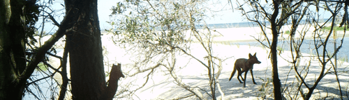 Research | Atlanta Coyote Project