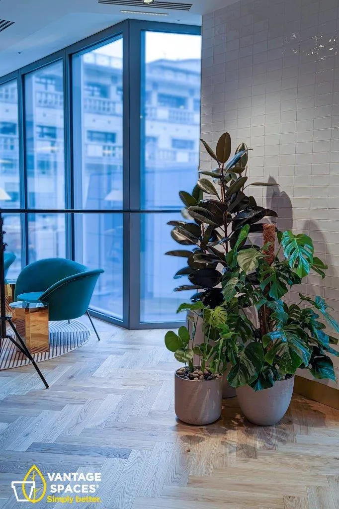 Living Plants | Office Living Plants | Vantage Spaces