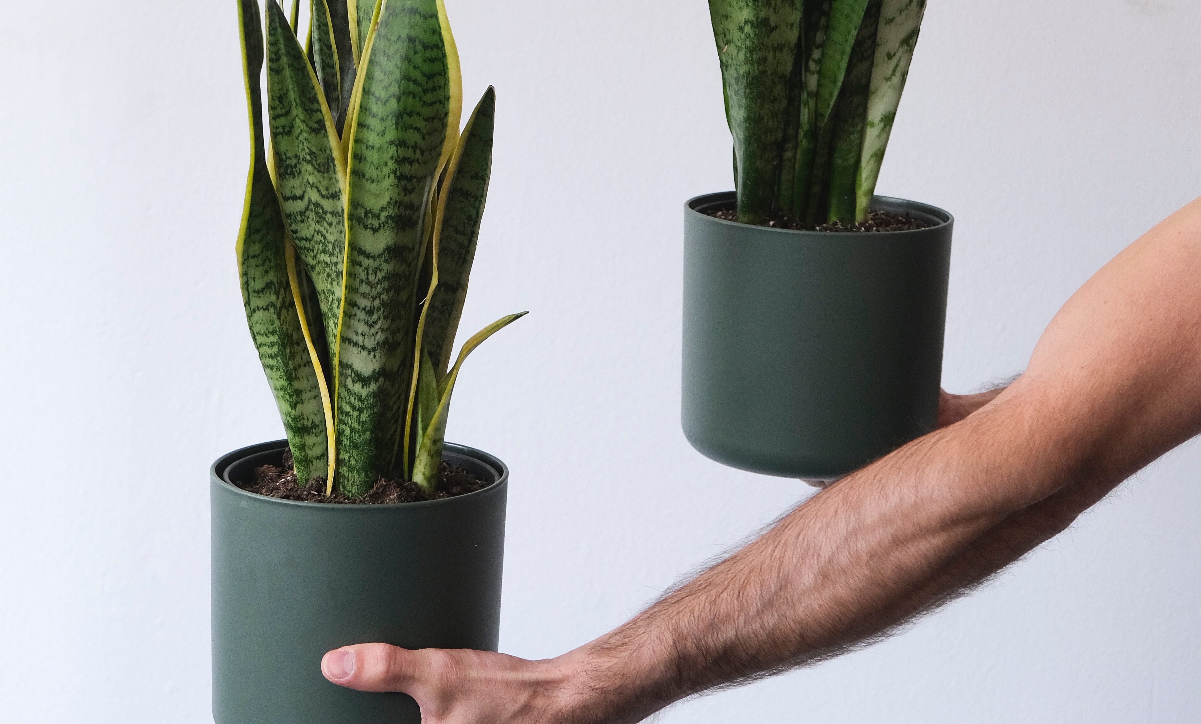 Low-maintenance office plants | Vantage Spaces