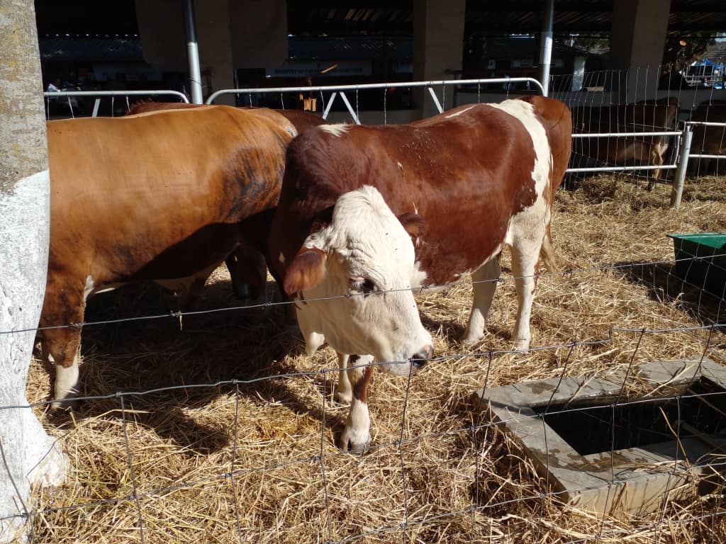 LOCAL FARMER MEETS SUCCESS THROUGH ZAMBEEF PARTNERSHIP
