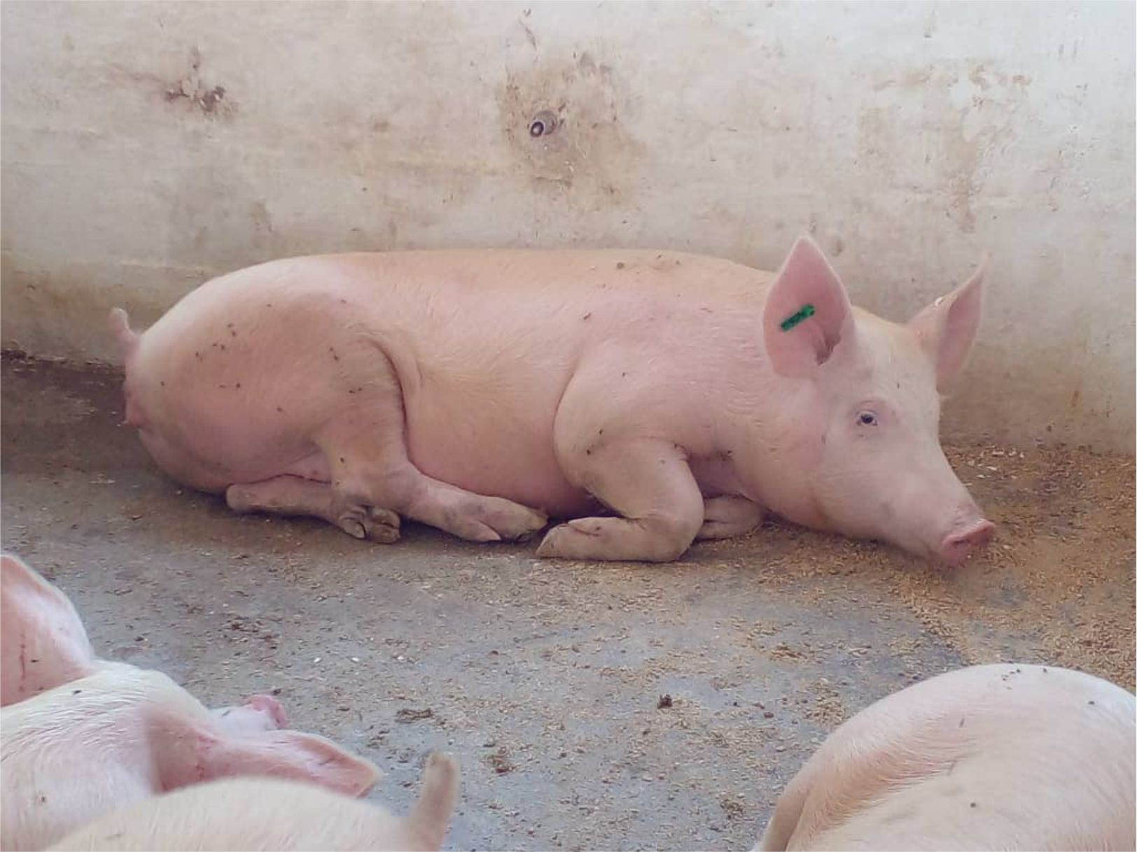 HOW TO SELECT BREEDING PIGS?