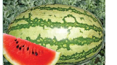 WATERMELONS –AN IMPORTANT CASH CROP FOR ZAMBIA