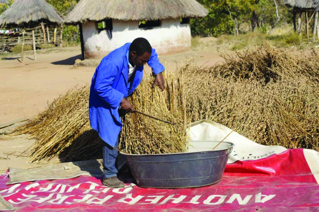 Sesame Crop Ideal for Climate Change