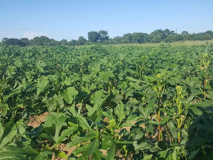 Growing Okra for Commercial Production