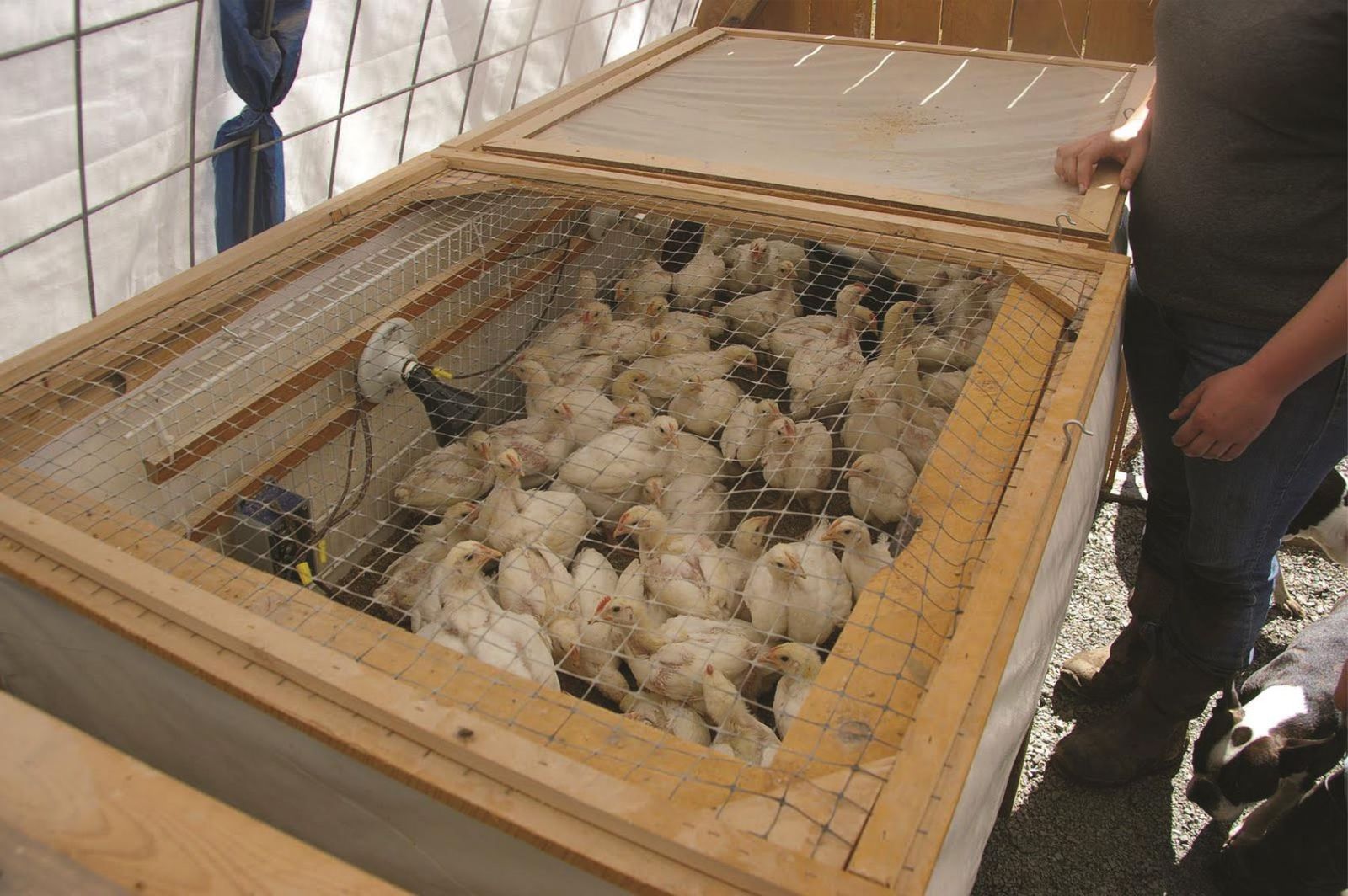 COMMON BROODER HOUSING MISTAKES MADE IN POULTRY PRODUCTION