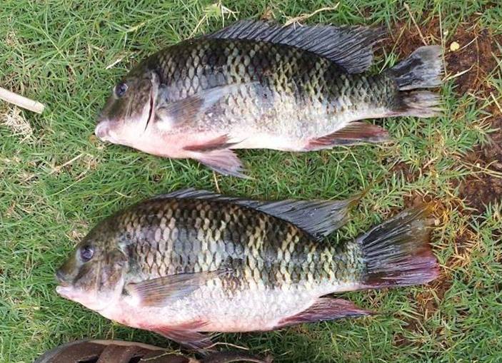 The Tasty Bream: Identity, Biological Characteristics and Behavior of ...