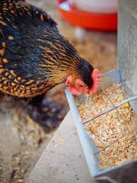 Tips on Making Free Range Indigenous Chicken Feed