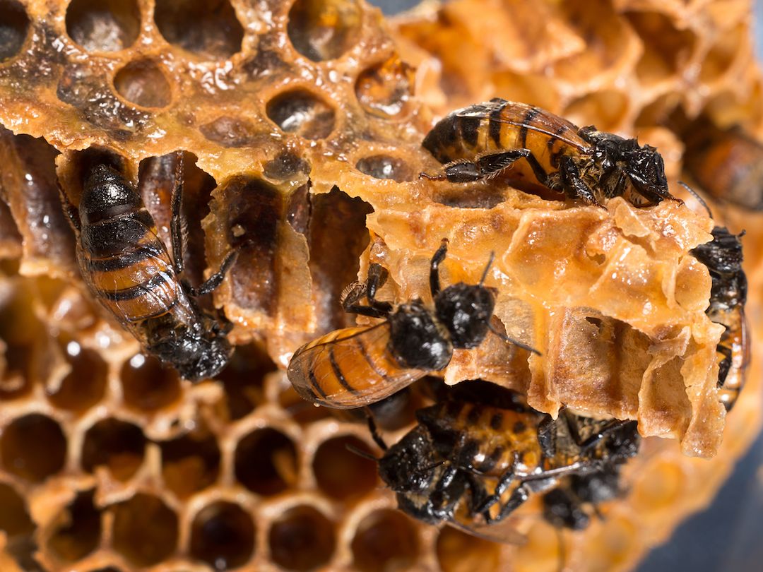 Honey Bee Pests And Mitigation Measures