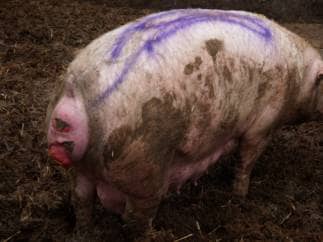 HERNIA IN PIGS