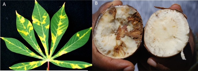 CASSAVA BROWN STREAK DISEASE (CBSD)