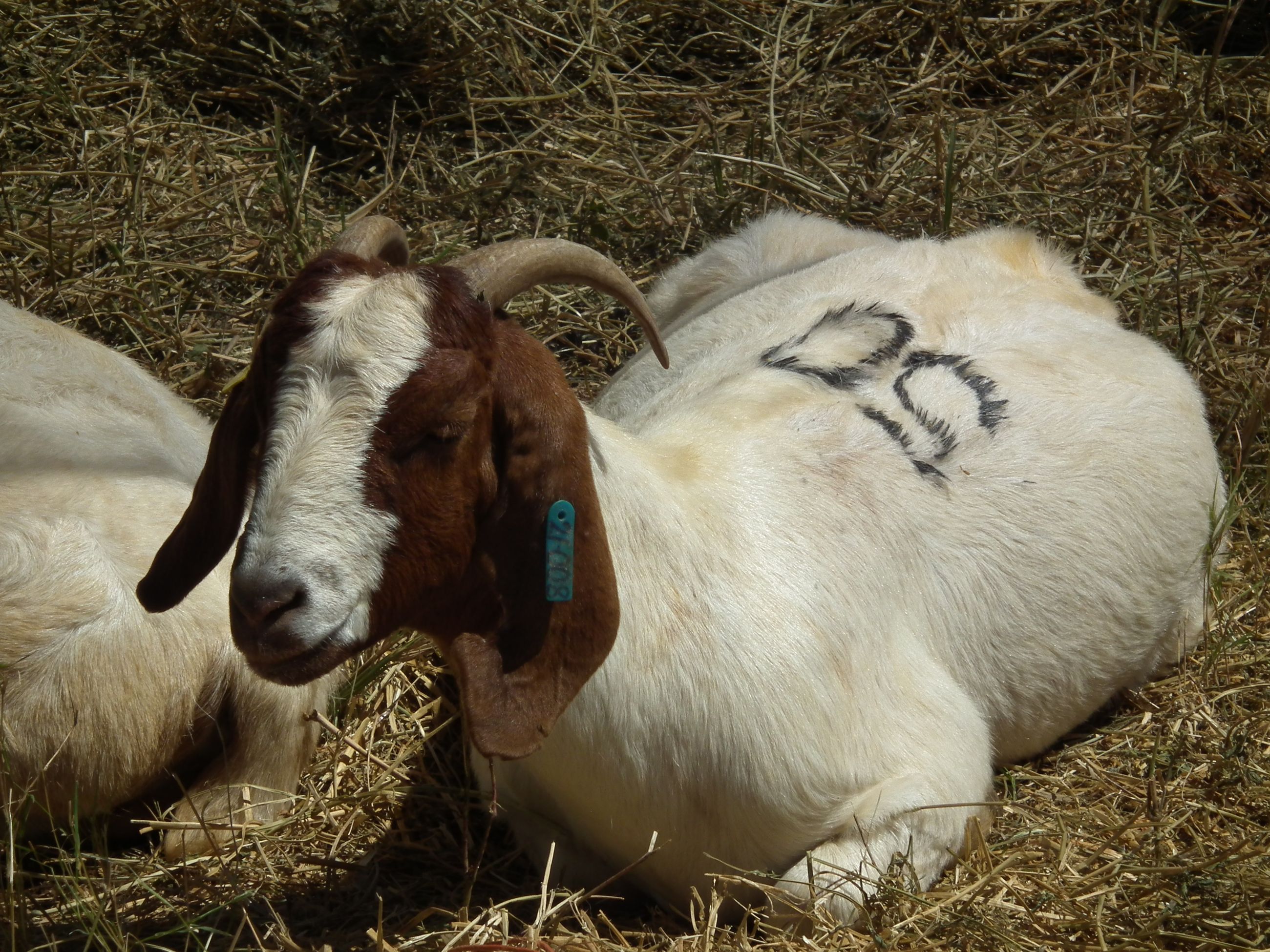GOAT PRODUCTION IN ZAMBIA – THE DIFFERENT BREEDS