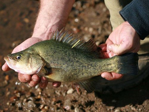 Trout cod - Maccullochella macquariensis