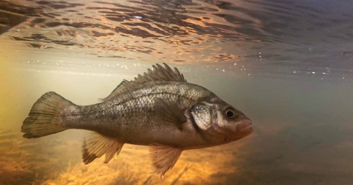 Fishes of the Murray–Darling Basin