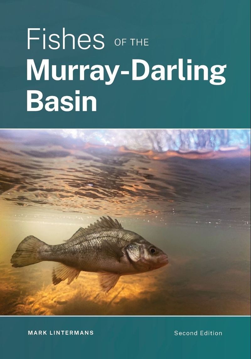 Murray cod - Maccullochella peelii