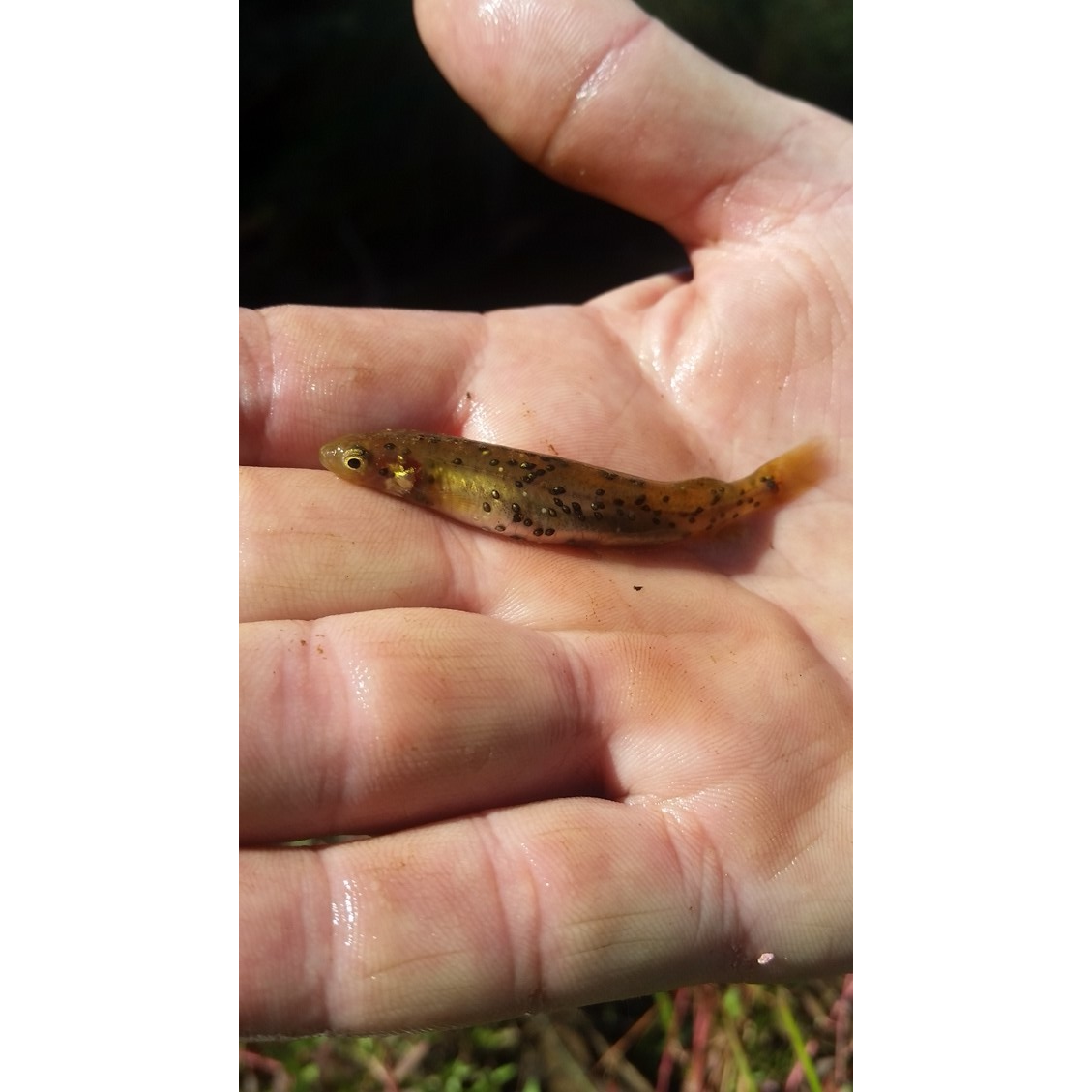 Mountain galaxias - Galaxias olidus