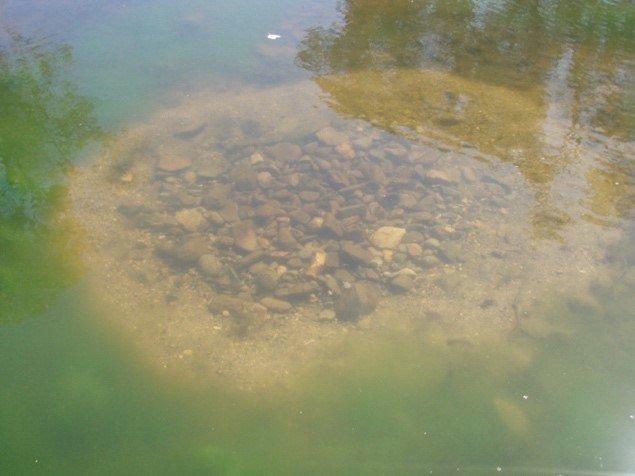 Freshwater catfish - Tandanus tandanus