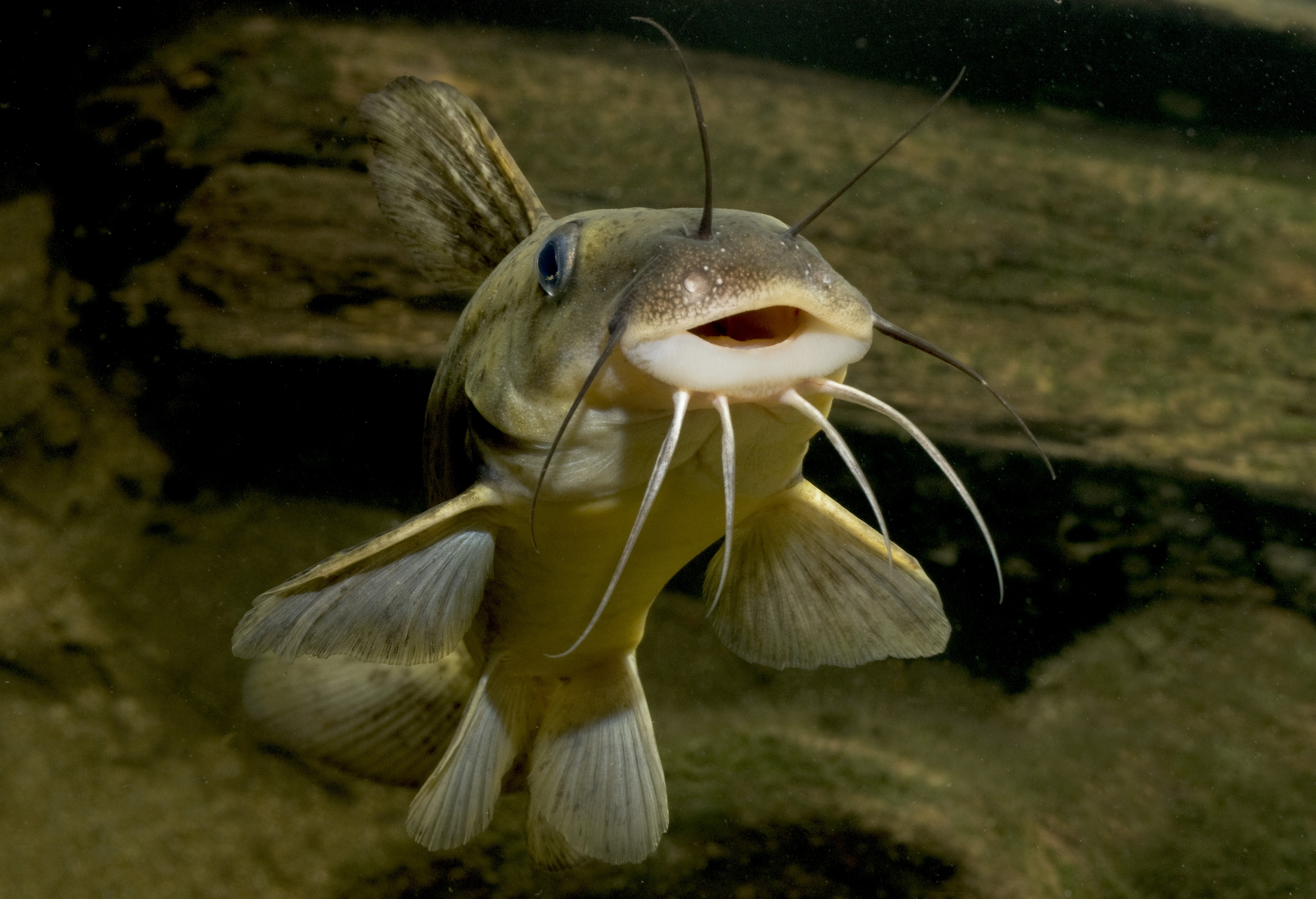 Freshwater catfish - Tandanus tandanus