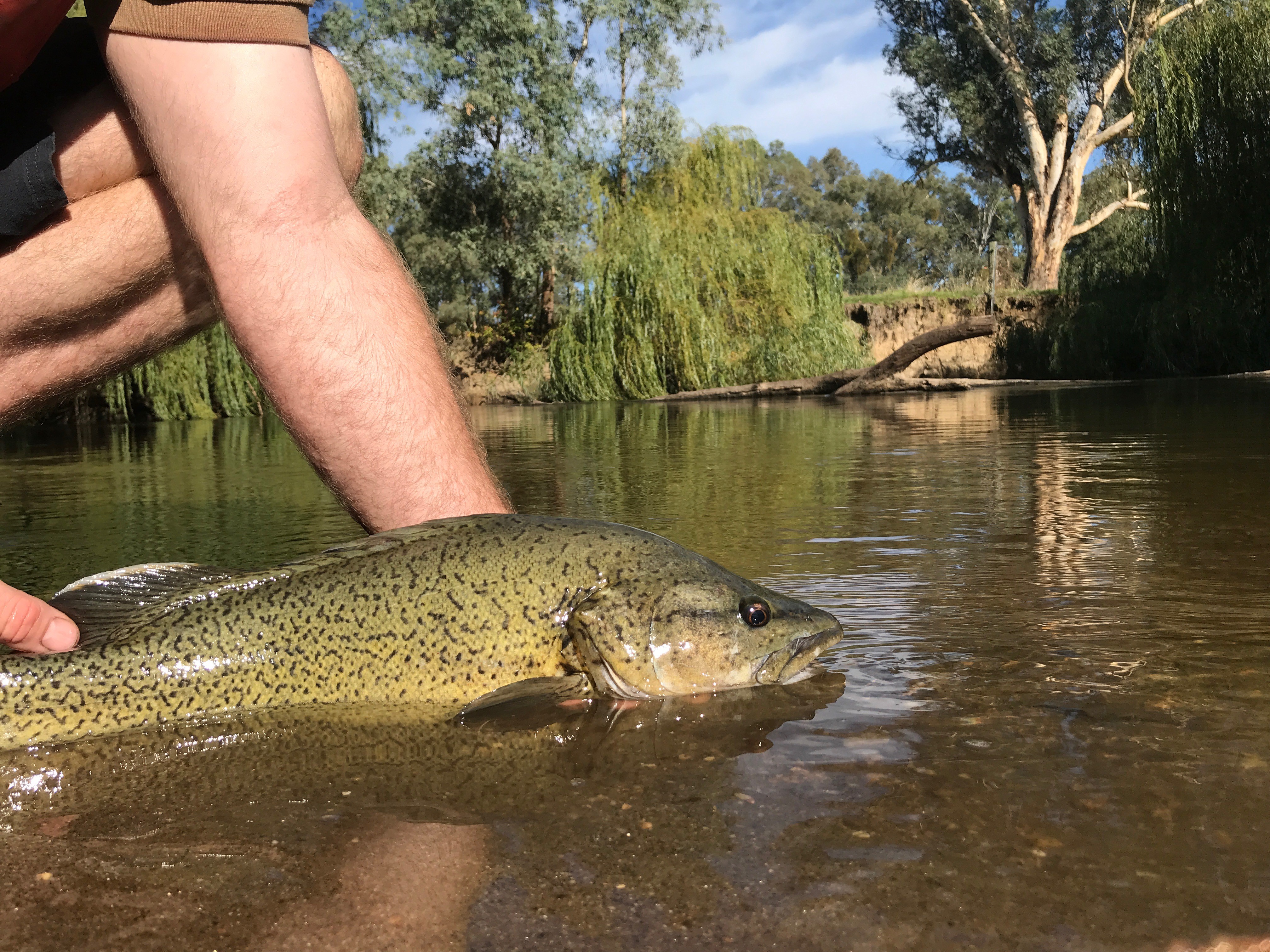 Trout cod - Maccullochella macquariensis