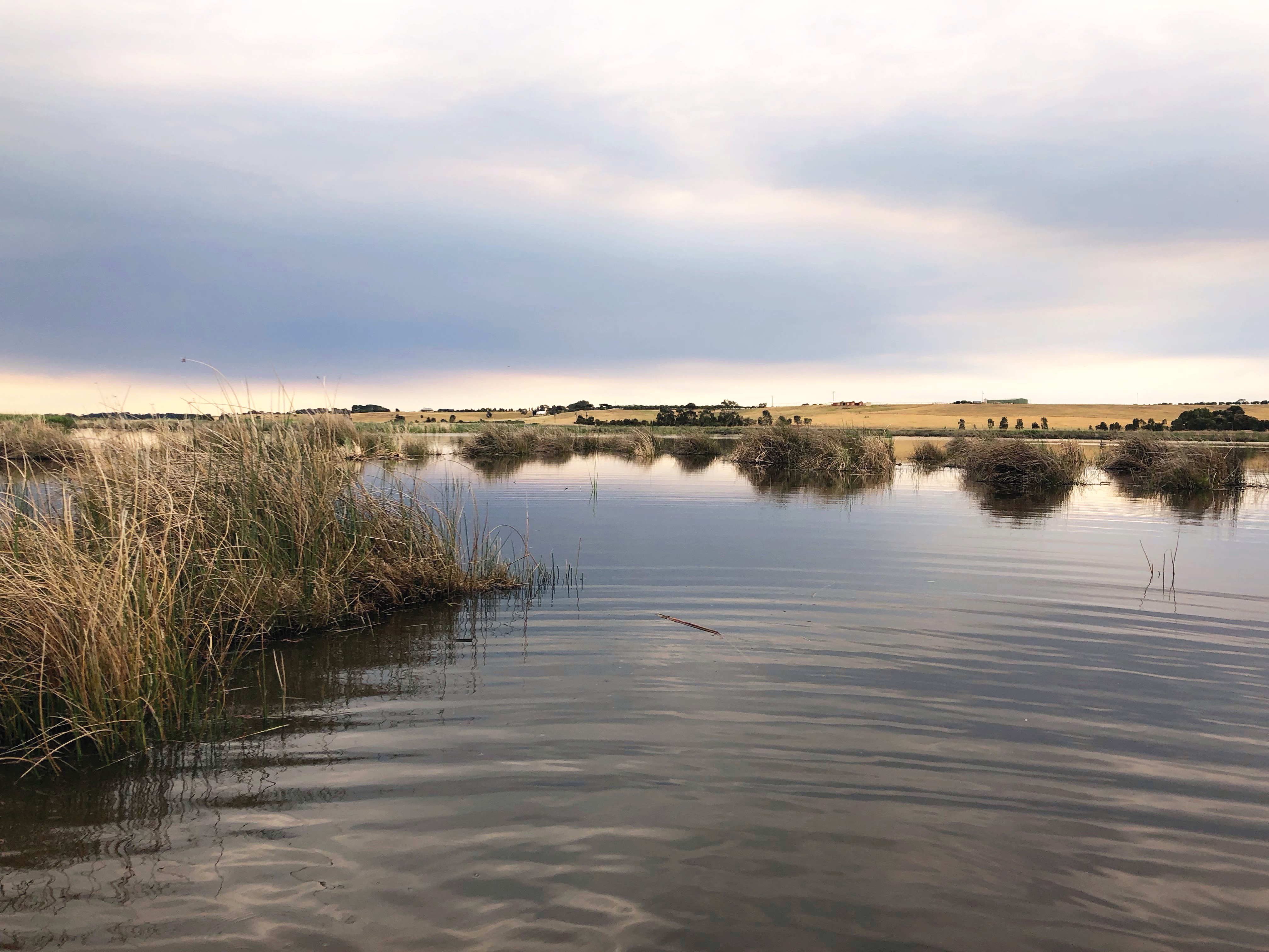 Lagoon goby - Tasmanogobius lasti